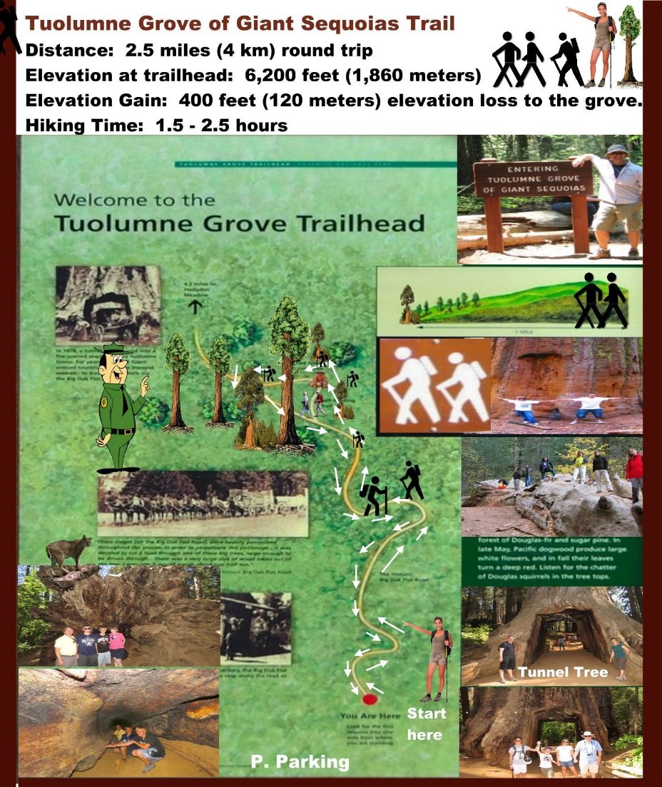 Tuolumne Grove of Giant Sequoias Day Hike in Yosemite